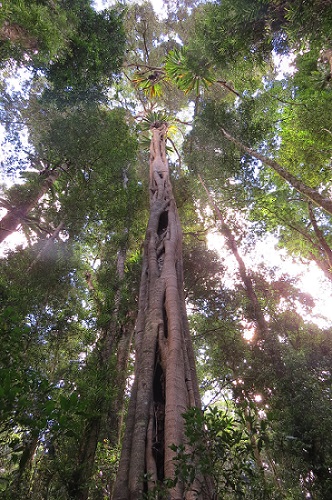 The strangler fig: everyone’s favorite killer | Paperbark Writer