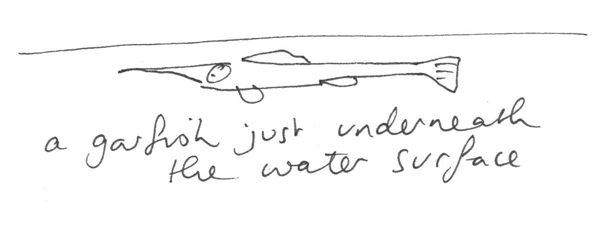 Nature journaling on the Great Barrier Reef | Paperbark Writer