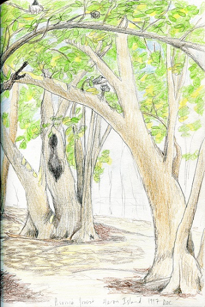 Nature journaling on the Great Barrier Reef | Paperbark Writer