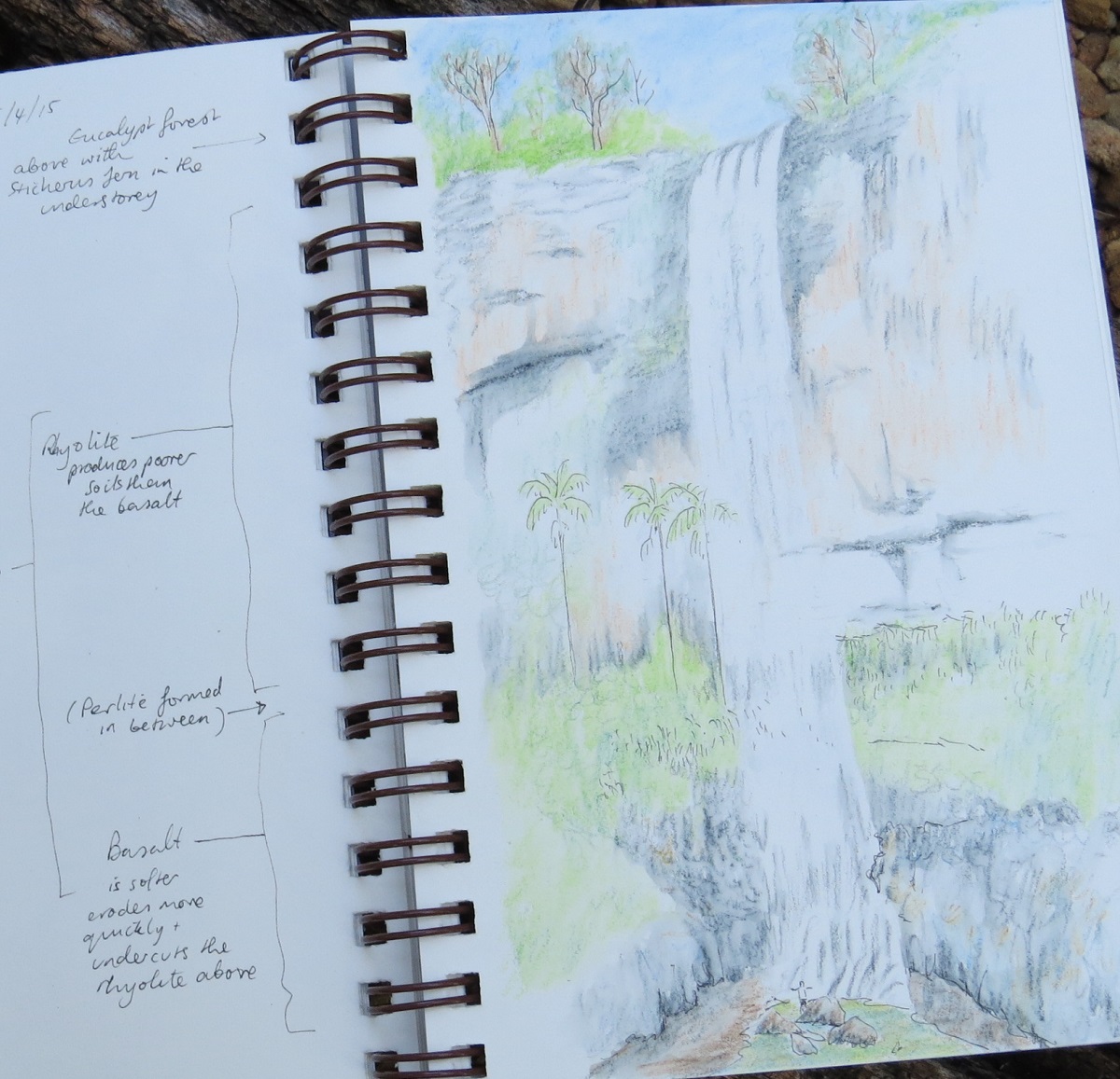 Nature journaling in the rainforest | Paperbark Writer