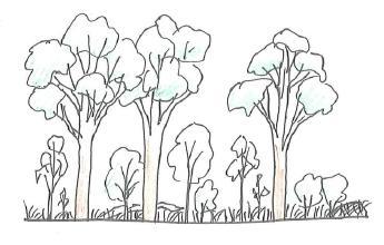 How to draw a forest (Part 1) – or seeing the wood for the trees ...