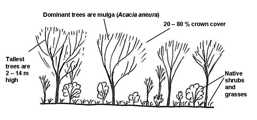 How to draw a forest (Part 1) – or seeing the wood for the trees ...