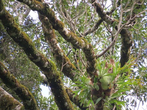 Enter the jungle – a portrait of wet rainforest | Paperbark Writer