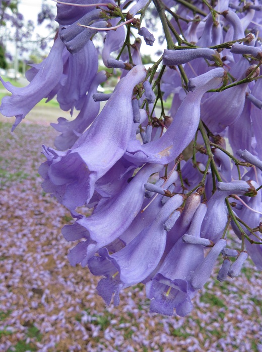 jacaranda2 | Paperbark Writer