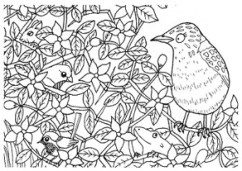 Female bowerbird small | Paperbark Writer