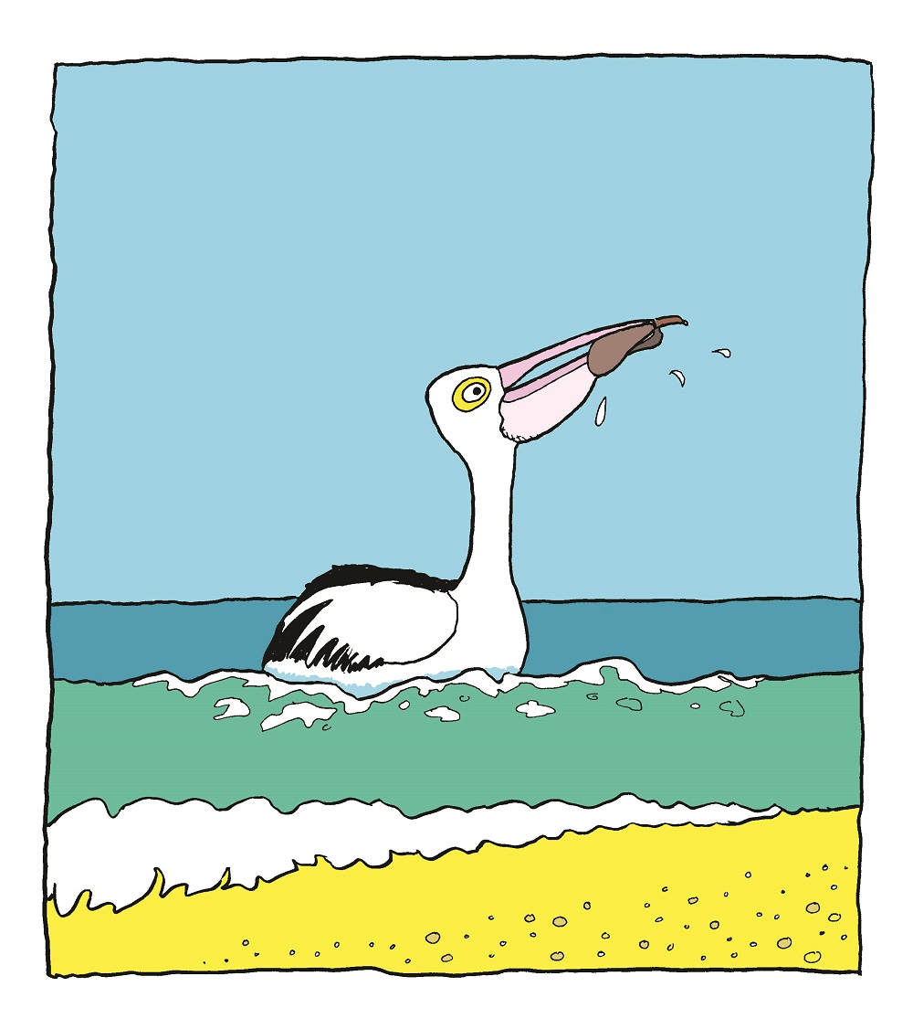 The wisdom of pelicans | Paperbark Writer