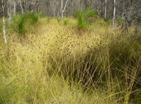 The scribbly gum woodland at Freshwater | Paperbark Writer