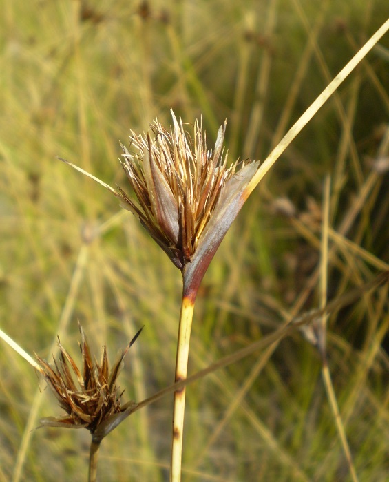 The scribbly gum woodland at Freshwater | Paperbark Writer
