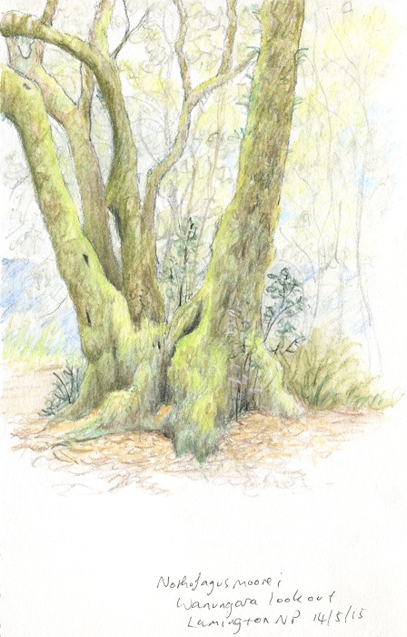 Nature Journaling | Paperbark Writer