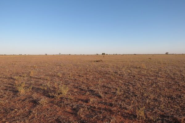 How to draw a grassland – Part One | Paperbark Writer