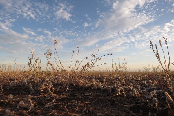 How to draw a grassland – Part One | Paperbark Writer