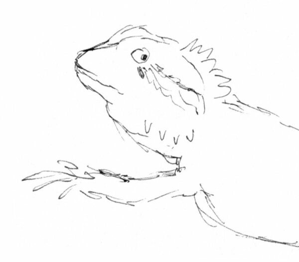 Nature Journaling | Paperbark Writer