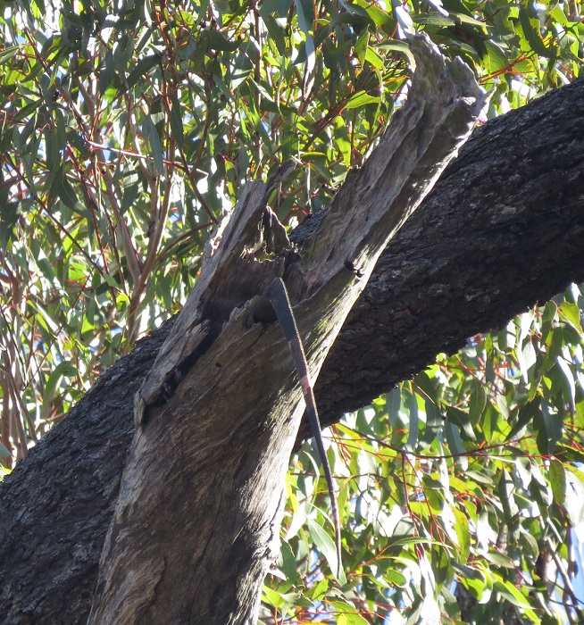A sublime scarp in a country of coal | Paperbark Writer