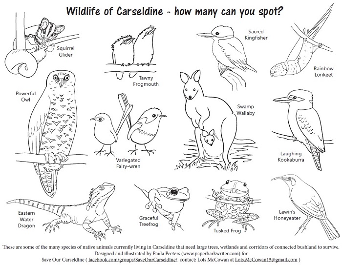 Local species colour in | Paperbark Writer