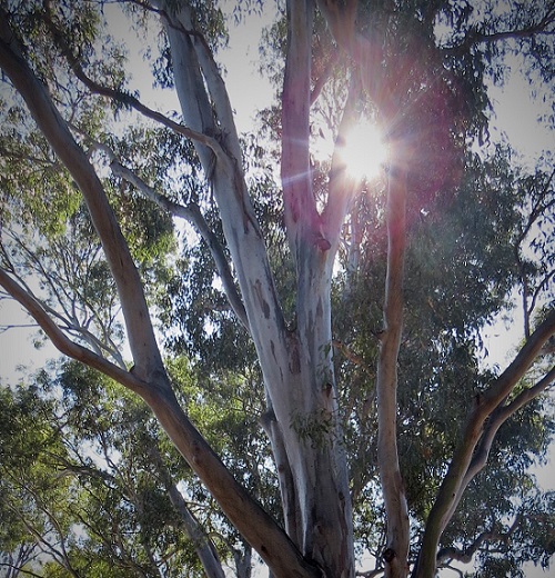 The Selfish Tree | Paperbark Writer