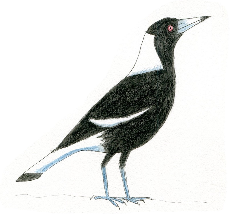 magpie | Paperbark Writer