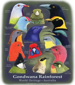 The Rainforest Birds of Gondwana | Paperbark Writer