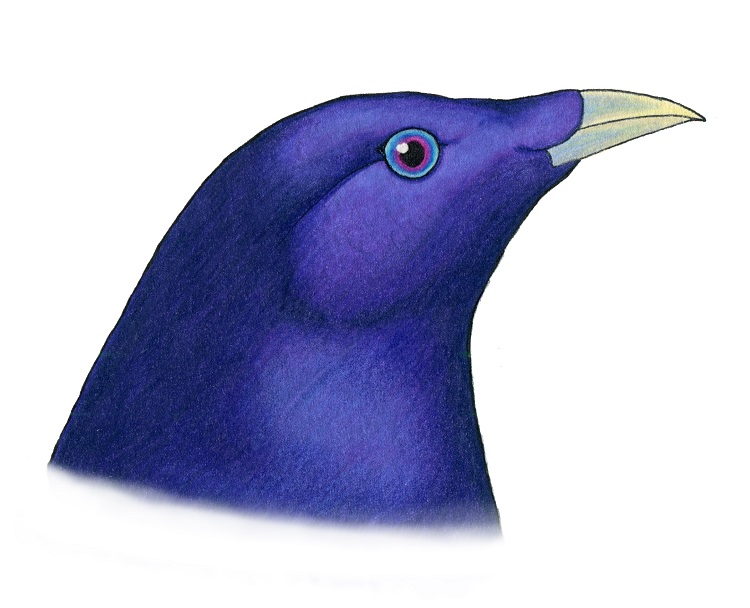 The Rainforest Birds of Gondwana | Paperbark Writer