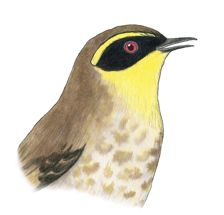 The Rainforest Birds of Gondwana | Paperbark Writer