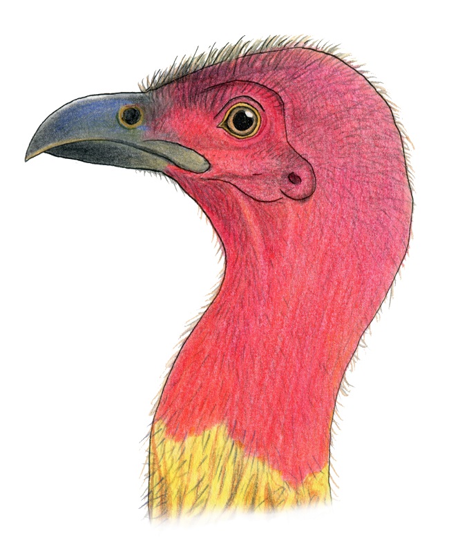 The Rainforest Birds of Gondwana | Paperbark Writer