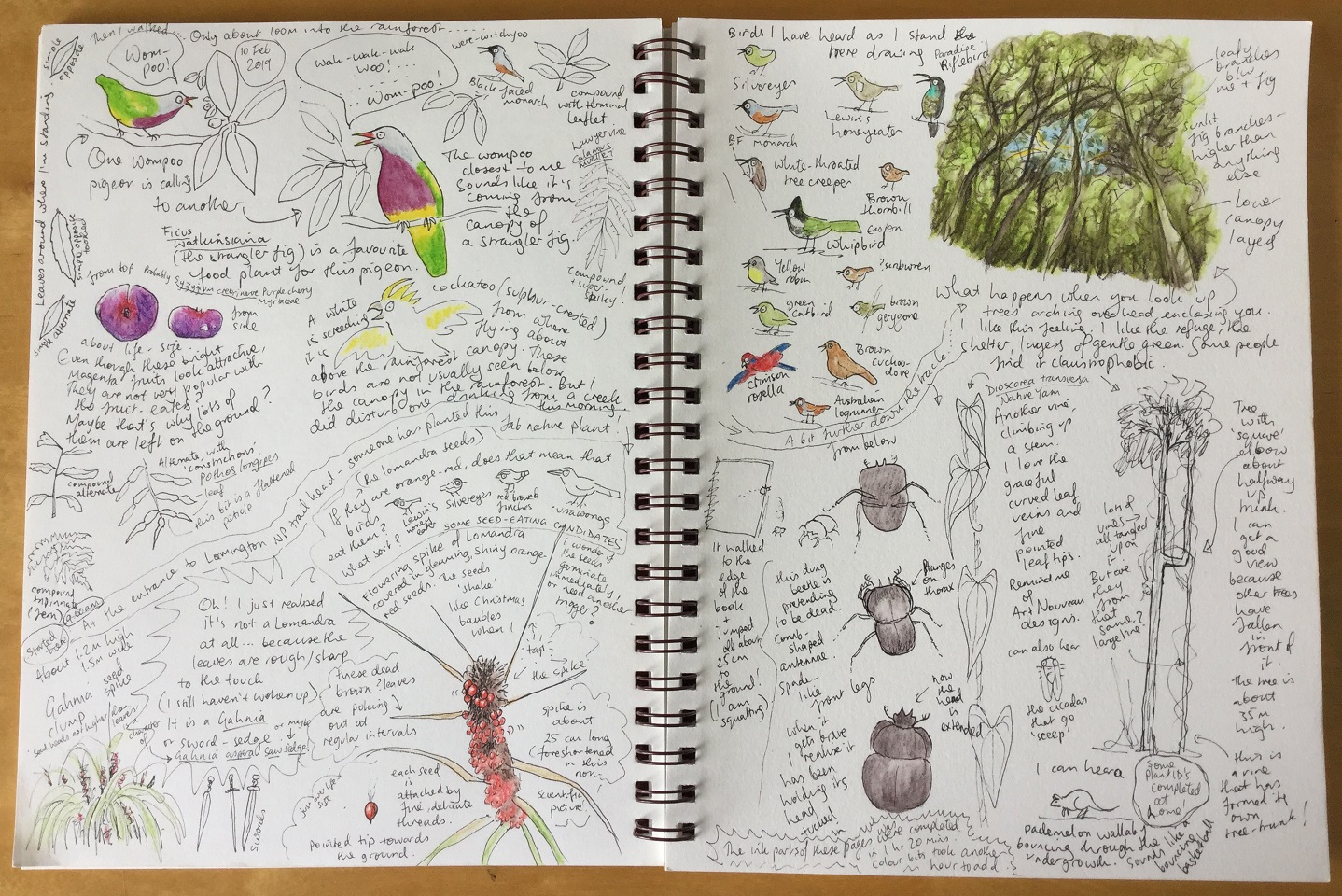 Competition winners, and nature journaling in the rainforest ...