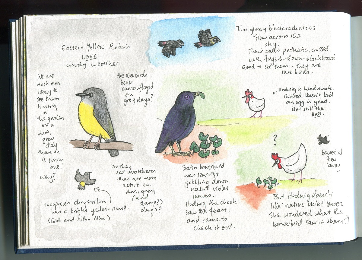 birds jan 2019003small | Paperbark Writer