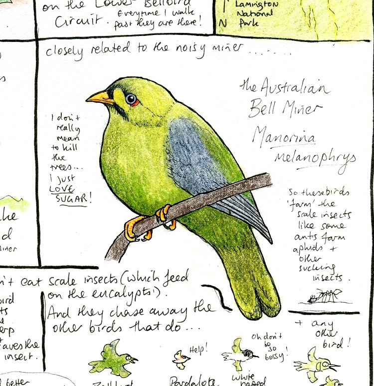 Return of the bellbirds? | Paperbark Writer