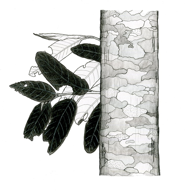 Impressions of Barambah | Paperbark Writer