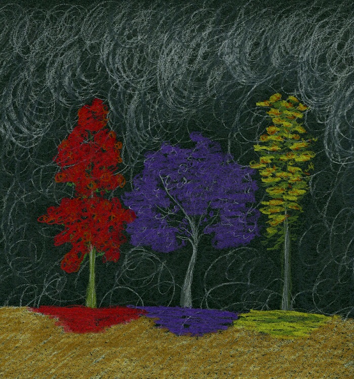 Flame tree, Jacaranda and Silky Oak, are flowering wildly, against the ...