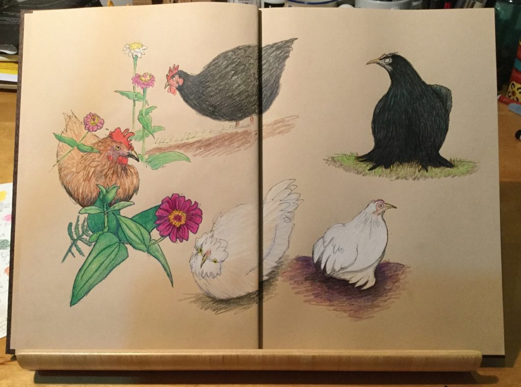 Inspiration from chooks | Paperbark Writer