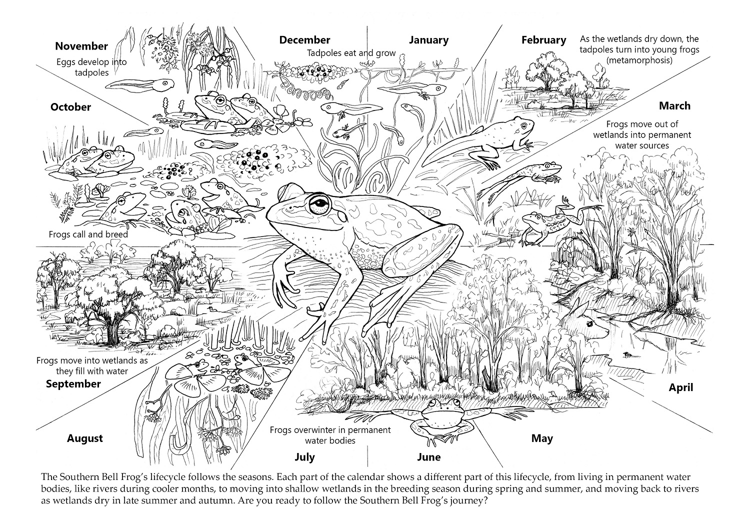 frog calendar small | Paperbark Writer