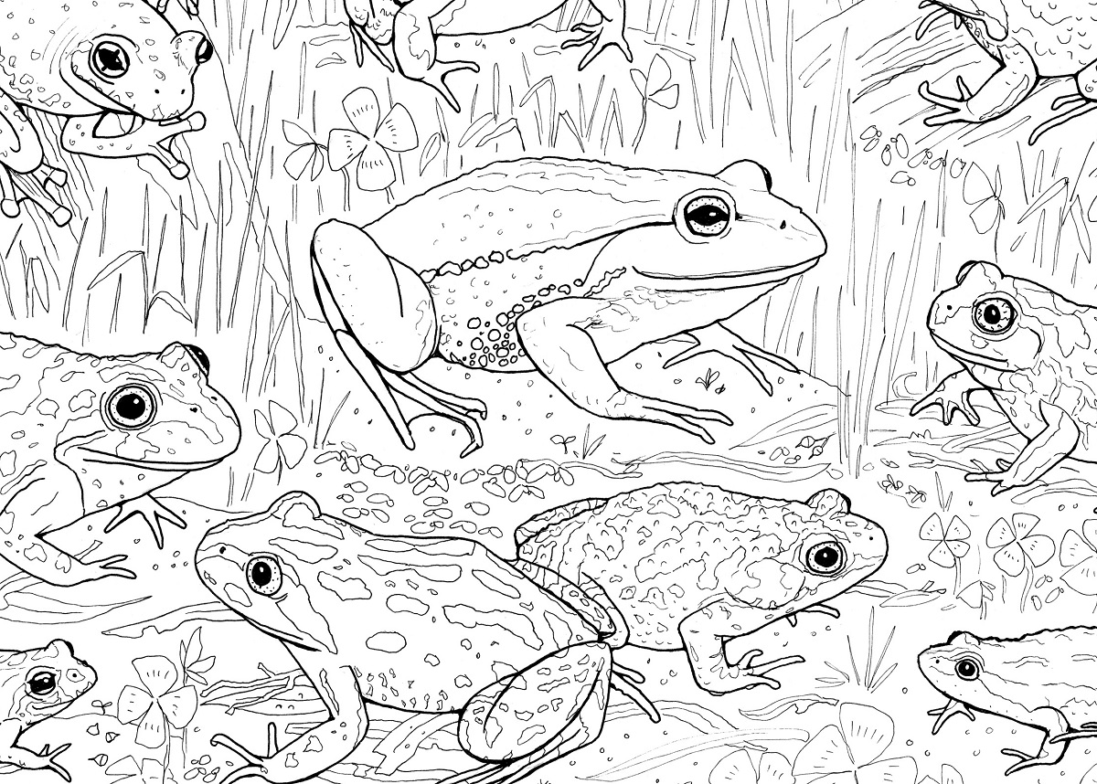 frog species crop | Paperbark Writer