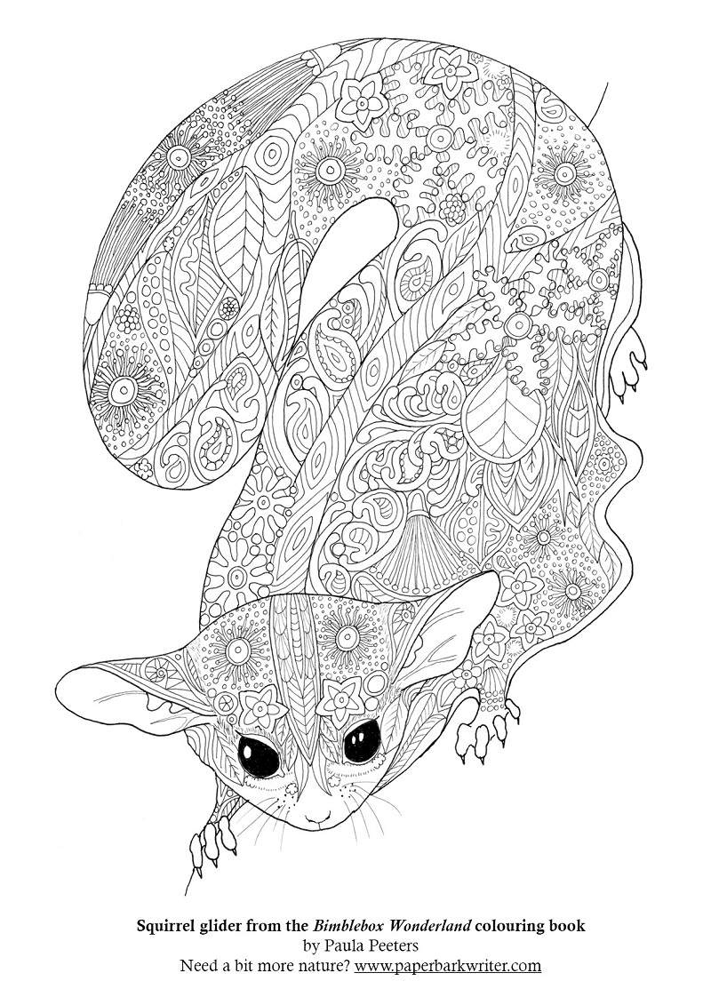 Free squirrel glider colour-in sheet | Paperbark Writer