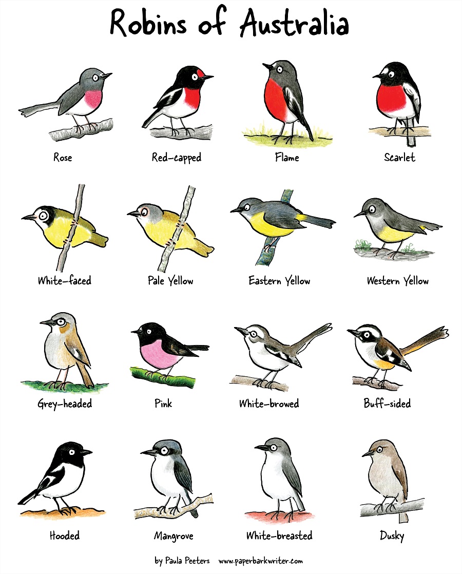 Robins of Australia organic cotton tea towel | Paperbark Writer