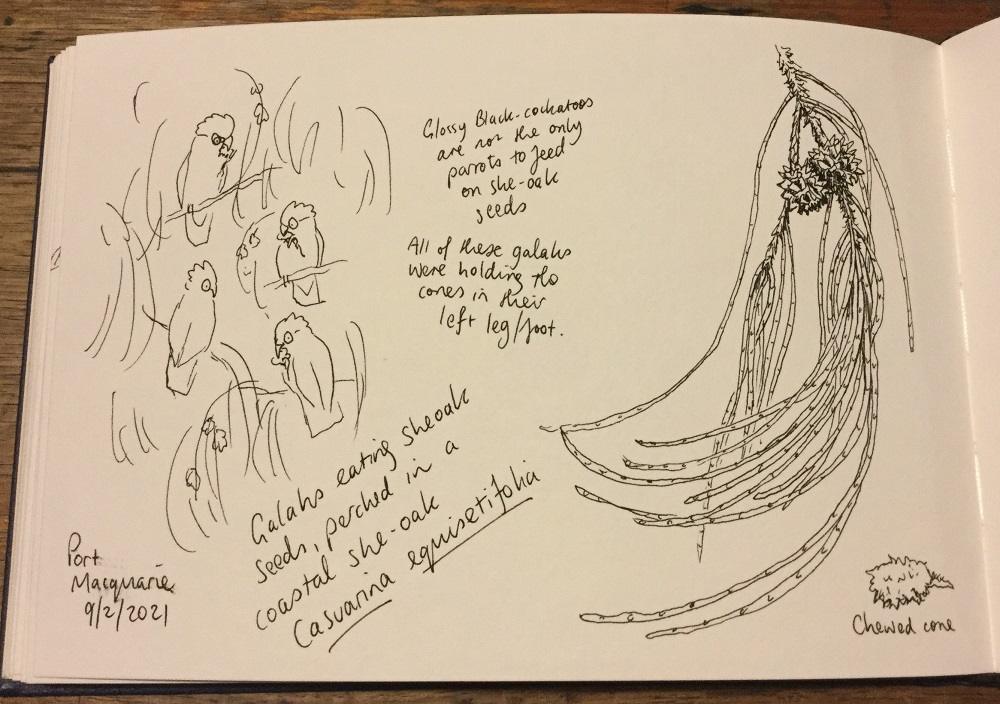 A daily drawing challenge | Paperbark Writer