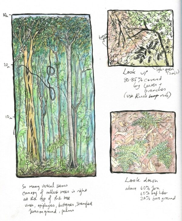 How do you describe a forest? (or woodland, shrubland, grassland ...