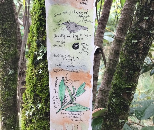 Introducing the nature scroll: a compact, lightweight way to record ...