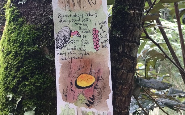 Introducing the nature scroll: a compact, lightweight way to record ...