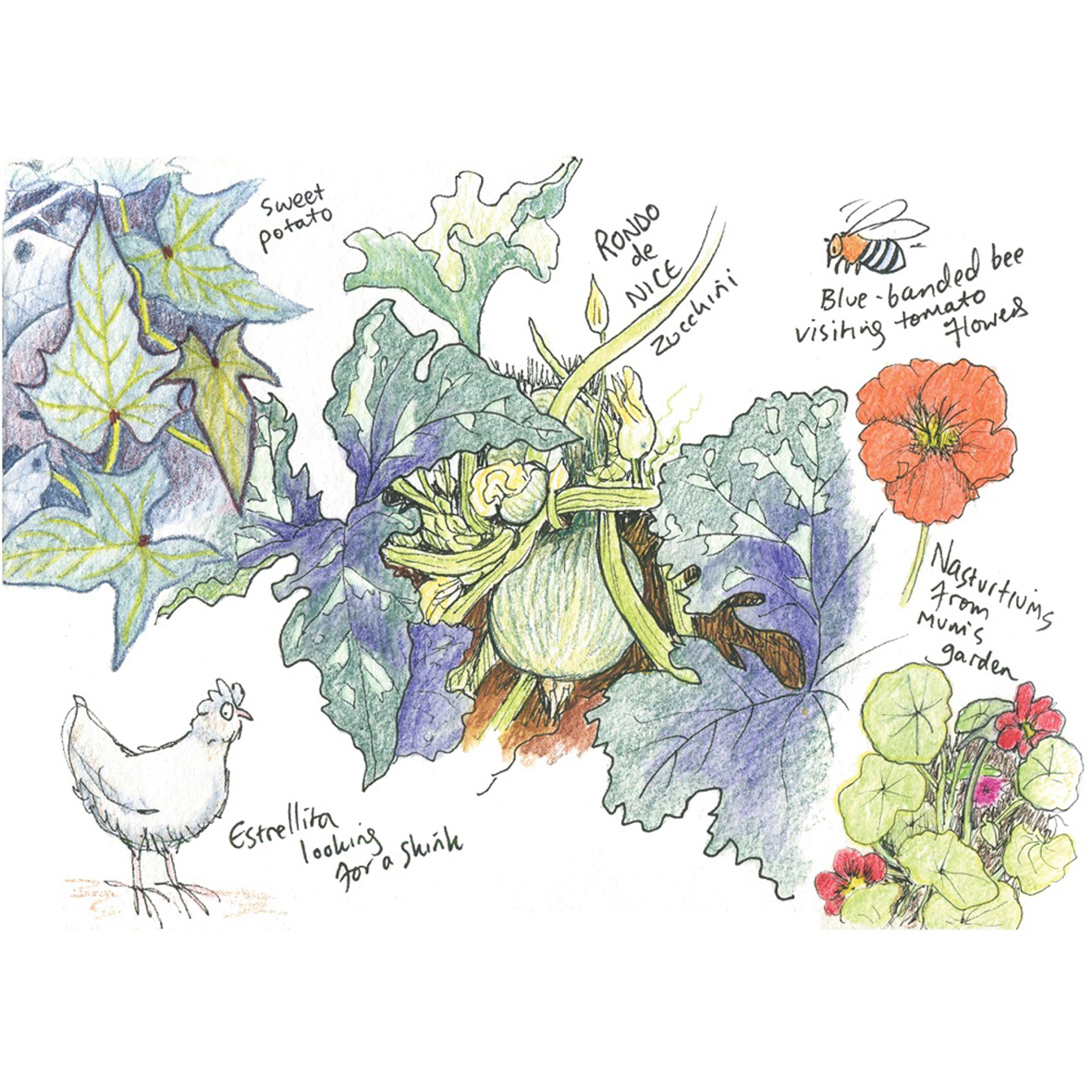 Blue-banded bee card | Paperbark Writer