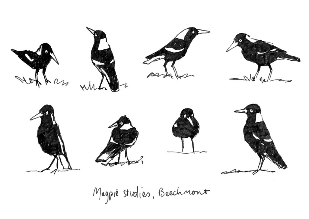 Australian magpie card | Paperbark Writer