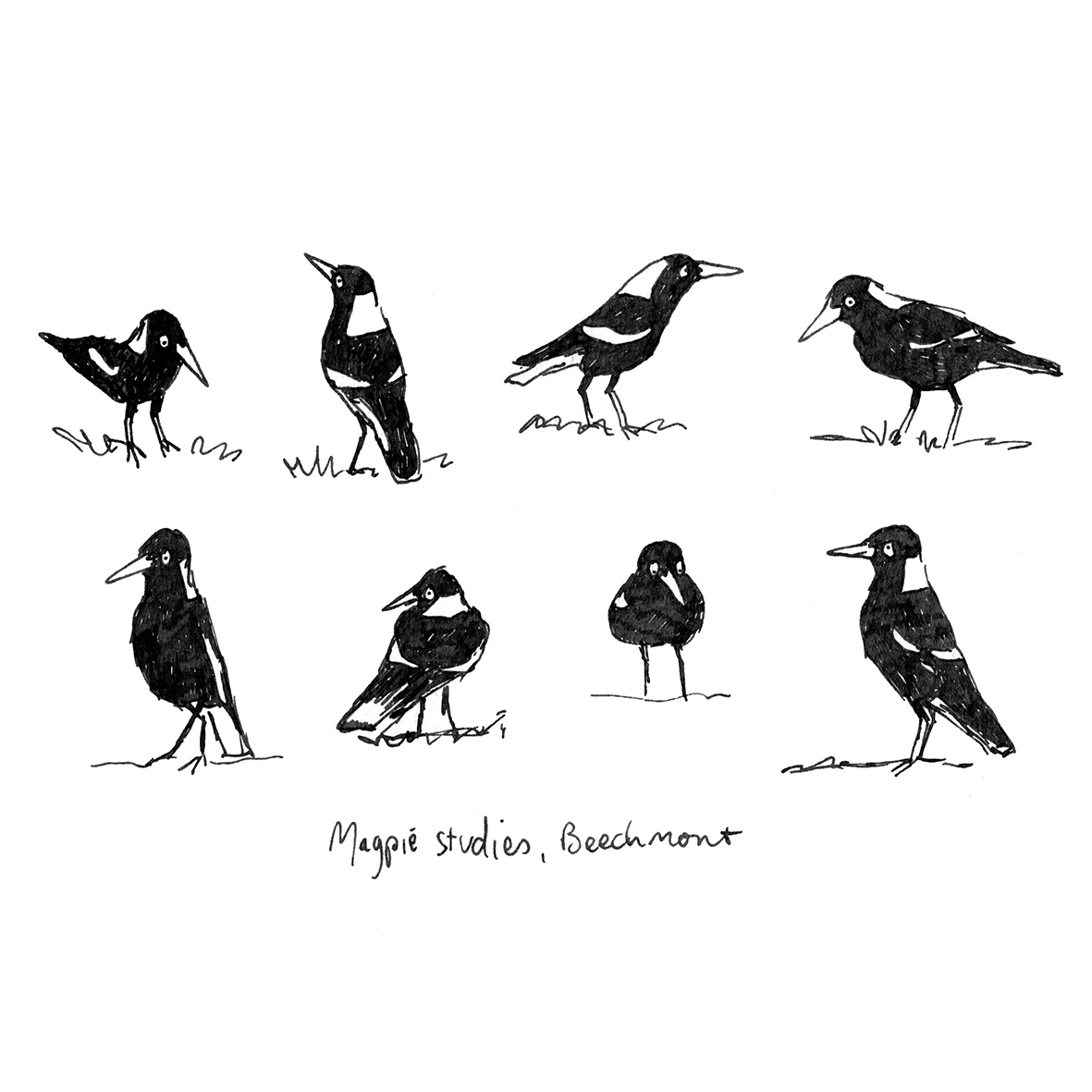 Australian magpie card | Paperbark Writer