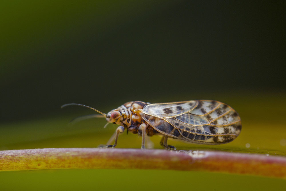 Psyllidae by Nick Porch | Paperbark Writer