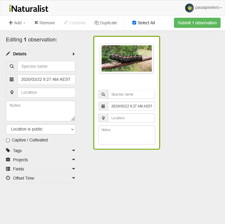 The helpful and benignly addictive world of INaturalist. | Paperbark Writer