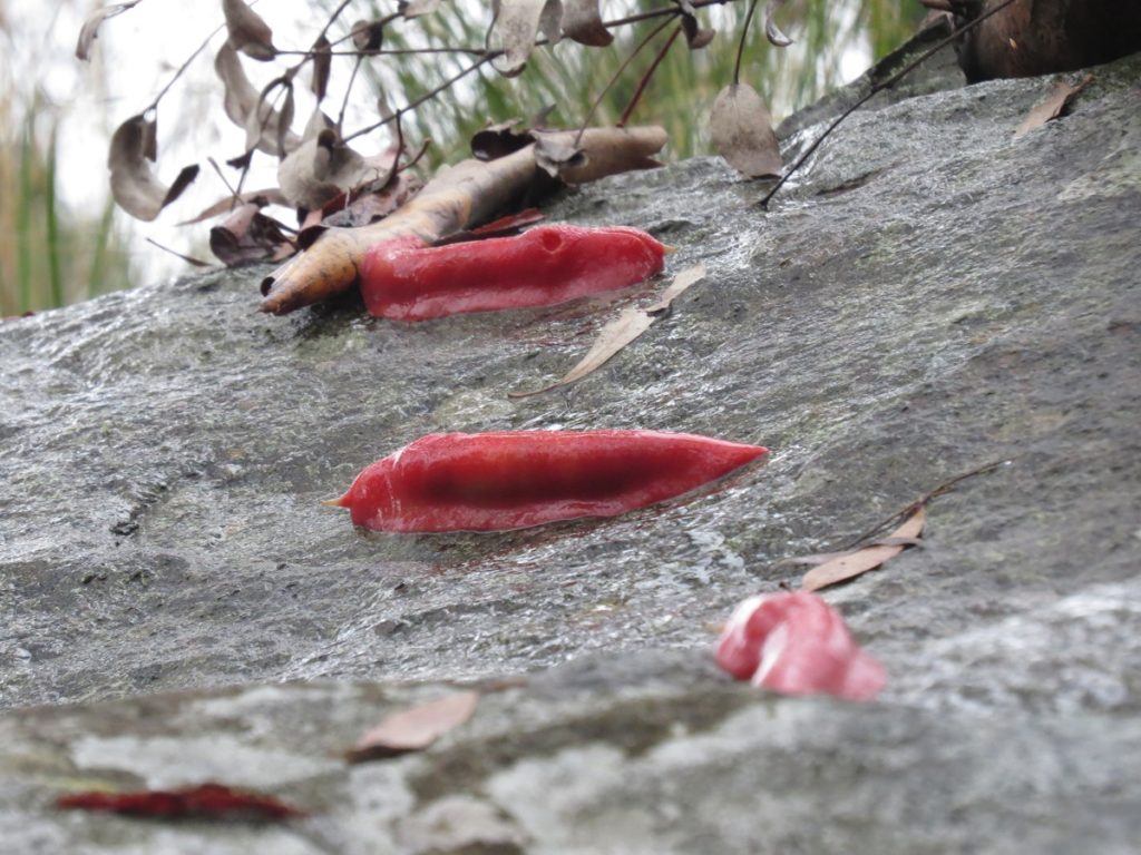 Leaf me alone! Are the Pink Slugs of Mt Kaputar pretending to be leaves ...