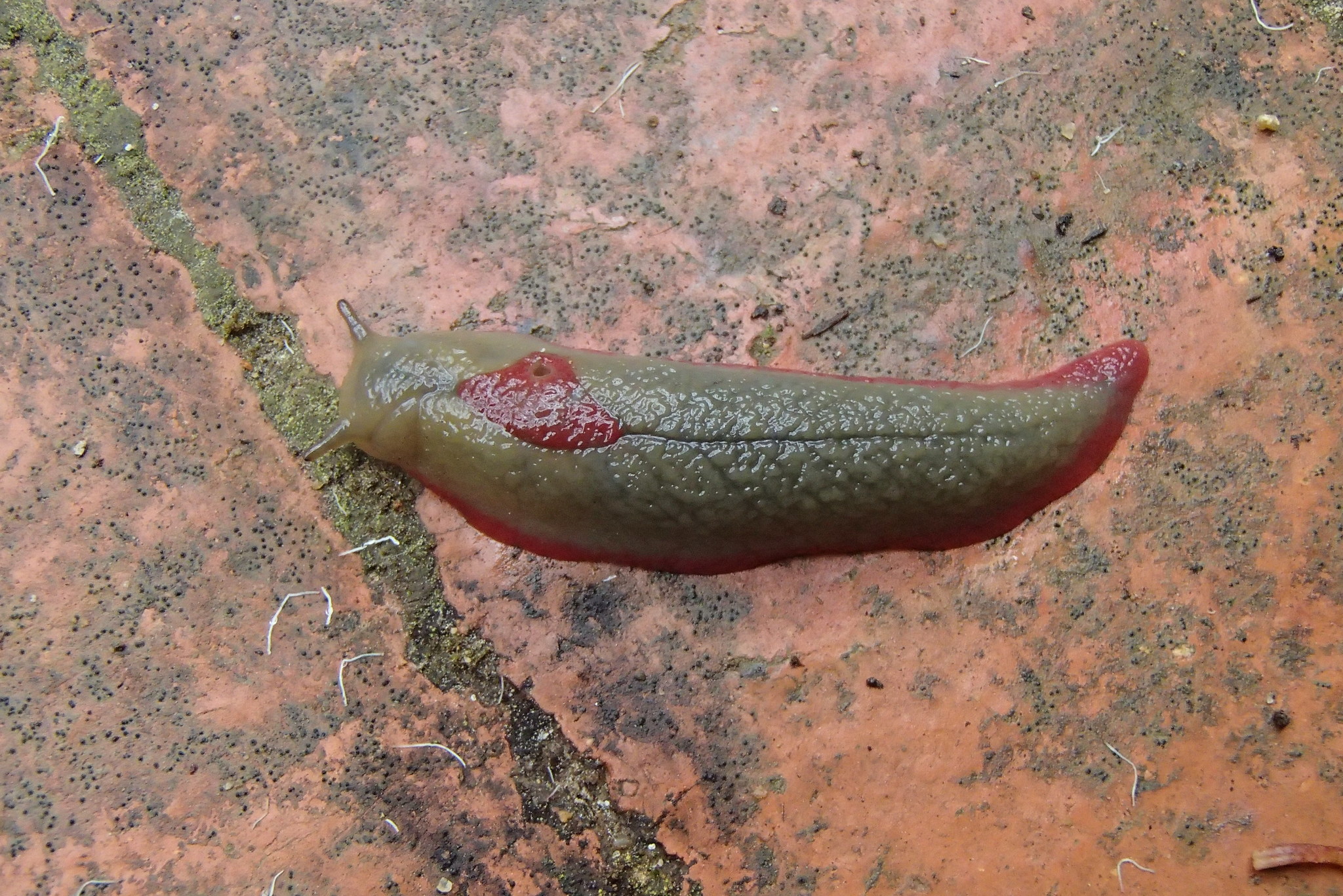 Leaf me alone! Are the Pink Slugs of Mt Kaputar pretending to be leaves ...