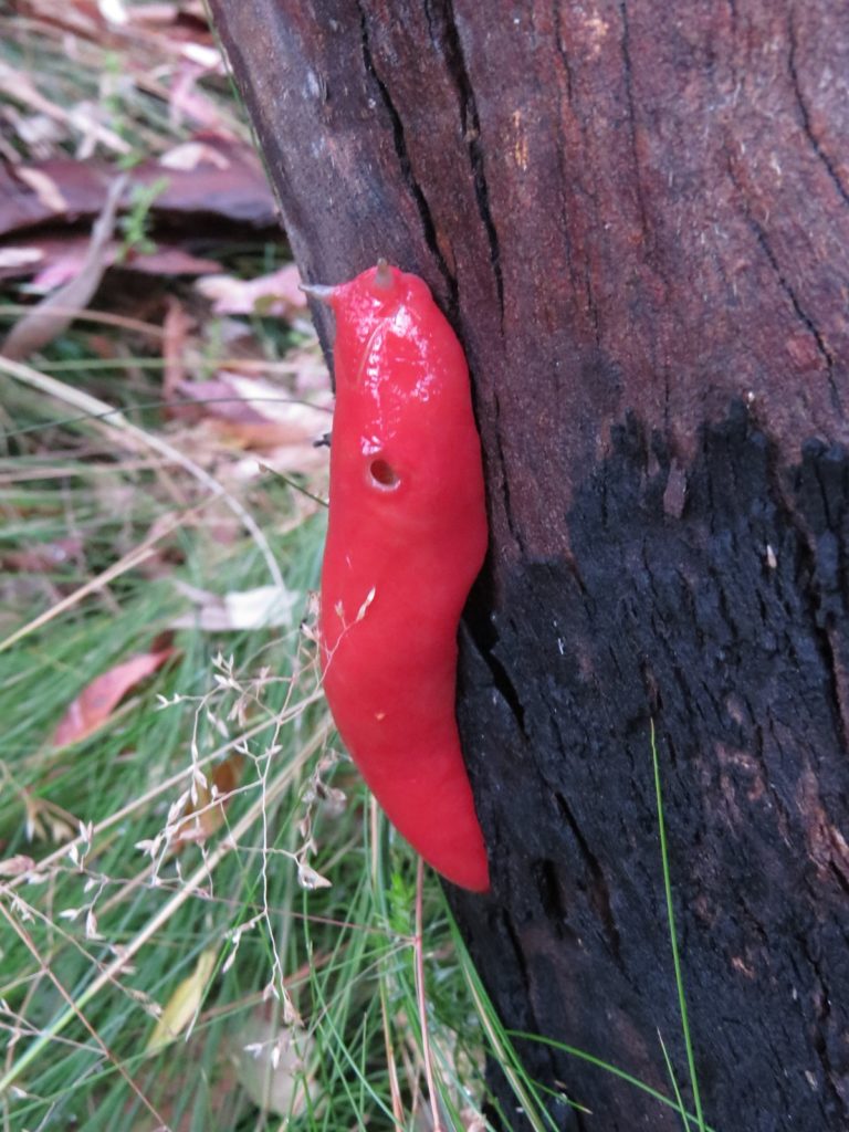 Leaf me alone! Are the Pink Slugs of Mt Kaputar pretending to be leaves ...