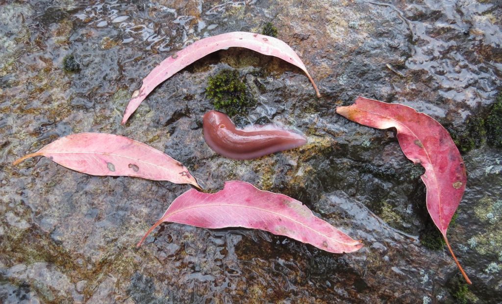 Leaf me alone! Are the Pink Slugs of Mt Kaputar pretending to be leaves ...