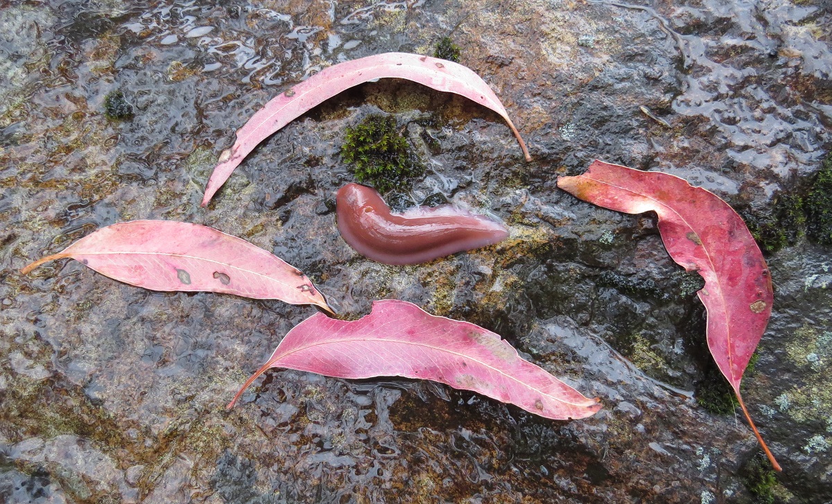 Leaf me alone! Are the Pink Slugs of Mt Kaputar pretending to be leaves ...