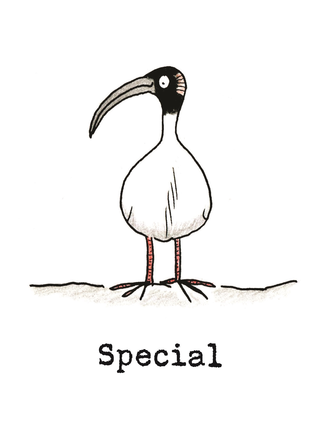 Ibis Special card | Paperbark Writer