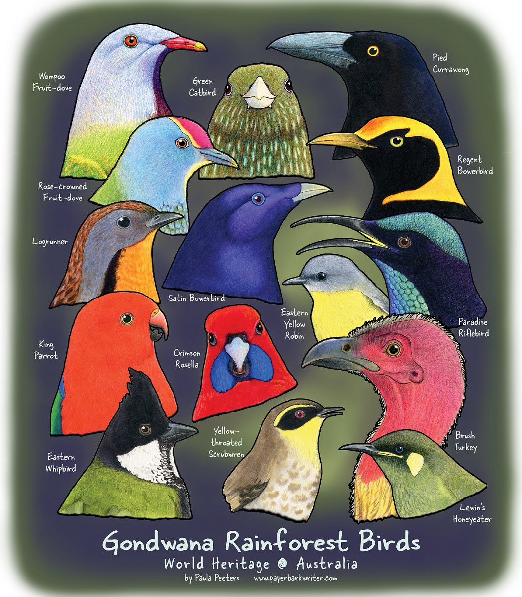 Gondwana Rainforest Birds organic cotton tea towel | Paperbark Writer